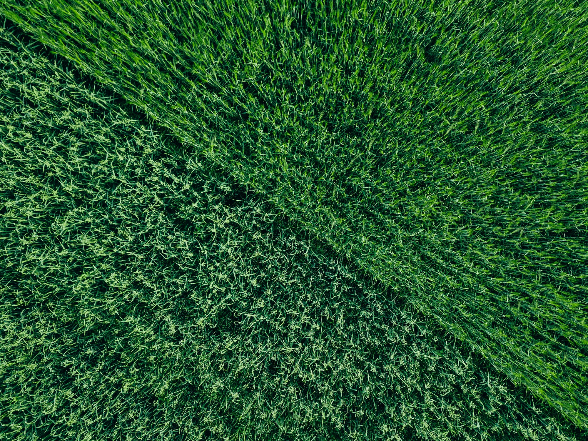 Aerial top view of green wheat or oat field. Abstract green background ...